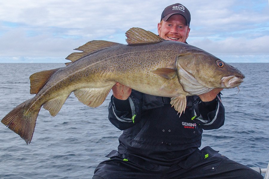 Dorsche - Stockfoto Atlantische Dorsche Und Seelachs Meeresfisch : God ...